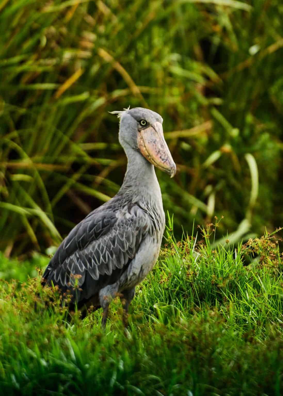 15 Shoebill Facts (Balaeniceps rex) Prehistoric, Patient Hunters ...