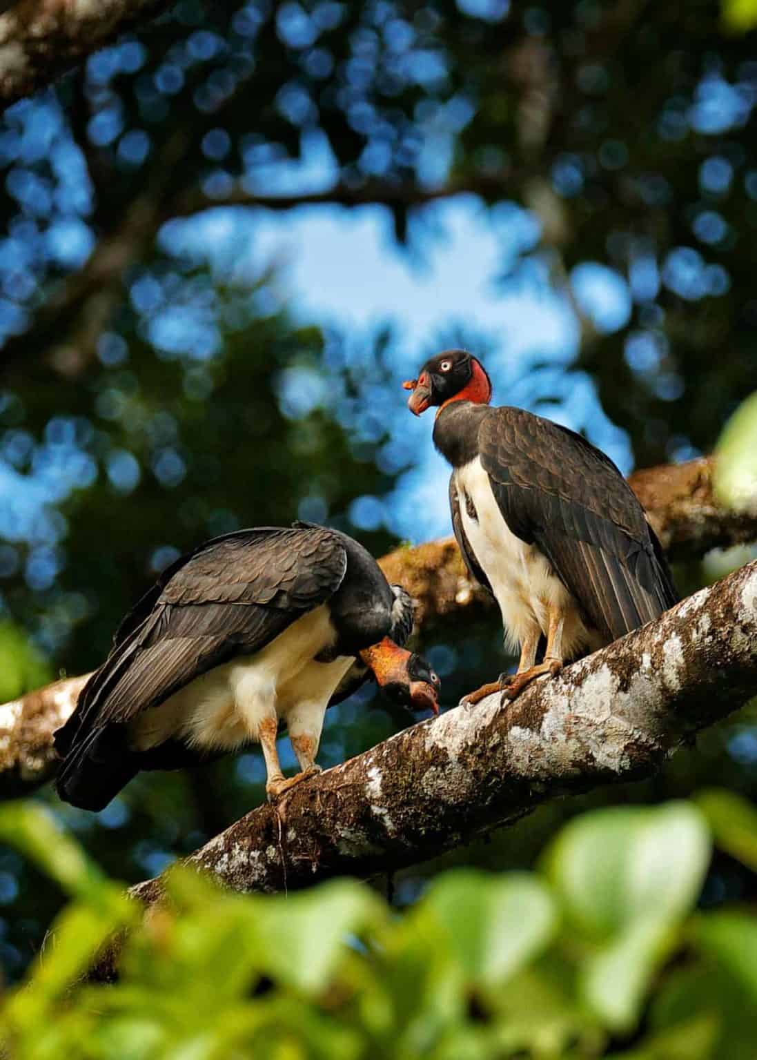 34 King Vulture Facts: World's Most Colorful Vulture (Sarcoramphus papa ...