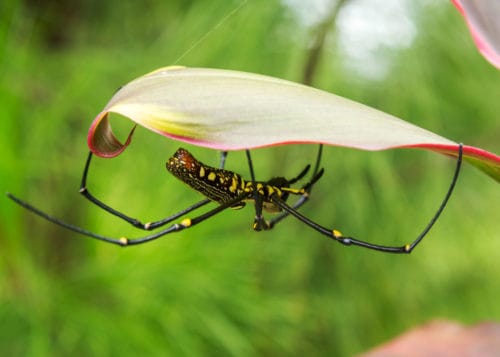 5 Types of Banana Spiders (From Harmless to Venomous) | Storyteller Travel