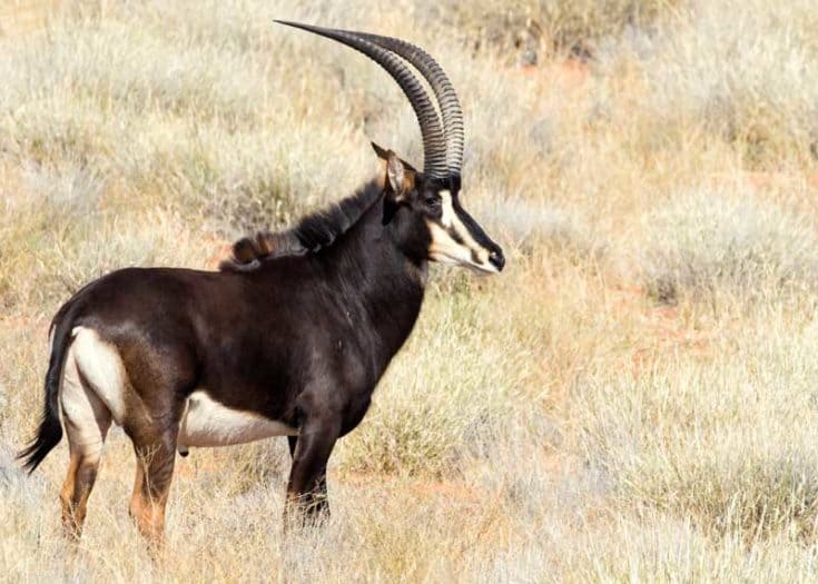 16 Biggest African Antelopes: Largest Species by Weight | Storyteller ...