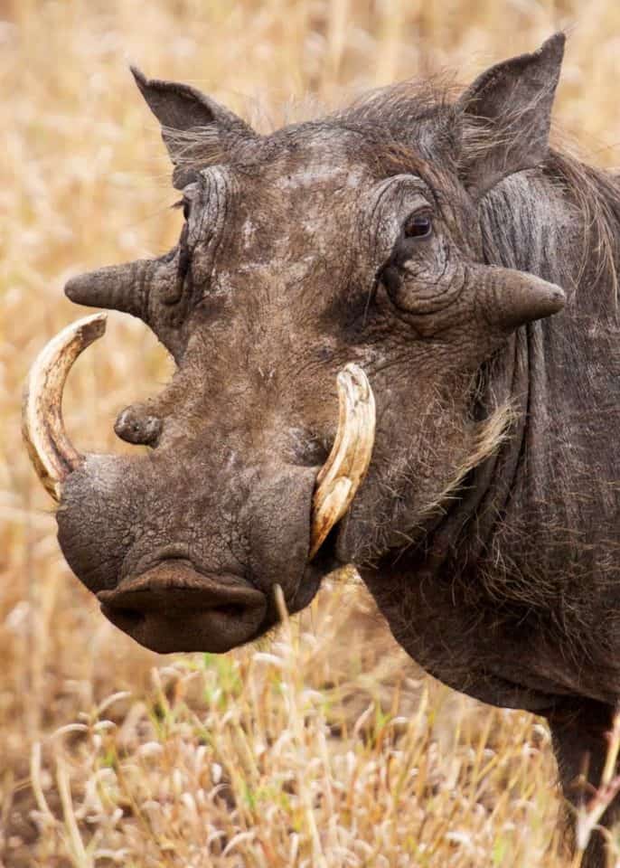 9 Ugly African Animals to See on Safari: Weird Birds, Mammals ...