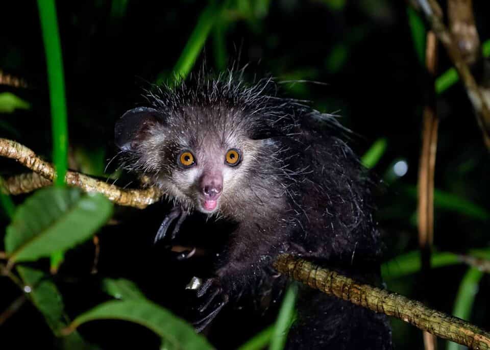 Ugly Fish: 15 Ugliest Fish in the World (Photos, Videos) | Storyteller Travel